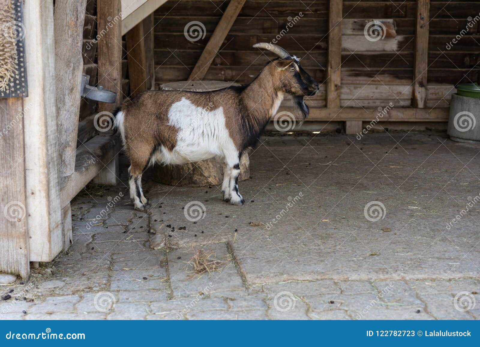 Goat in barn stock image. Image of cattle, country, sketch - 122782723