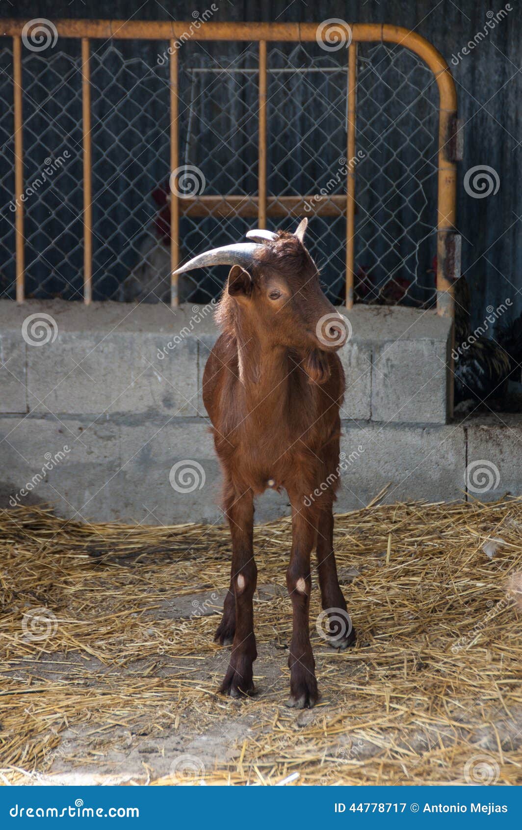 Goat in the barnyard stock image. Image of animal, beast - 44778717