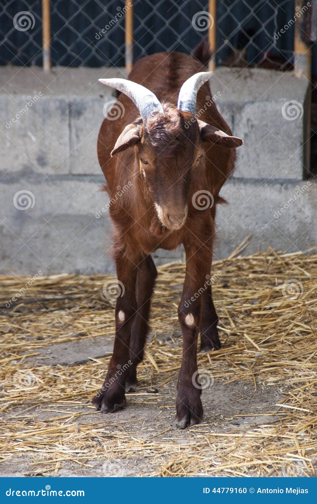 Goat in the barnyard stock photo. Image of goat, wildlife - 44779160