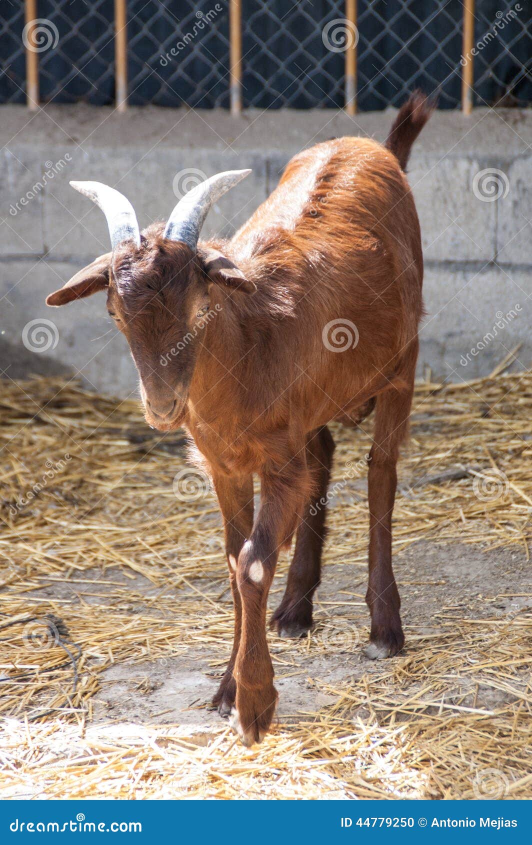 Goat in the barnyard stock photo. Image of fauna, nature - 44779250
