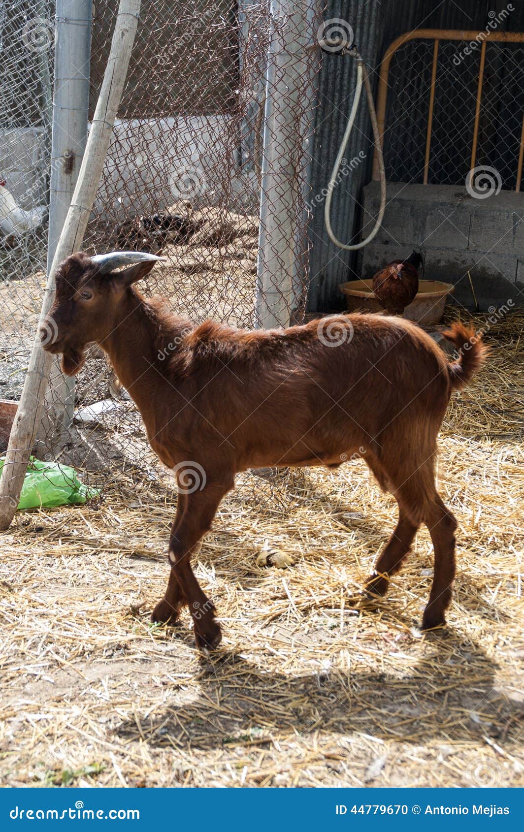 Goat in the barnyard stock photo. Image of male, horn - 44779670