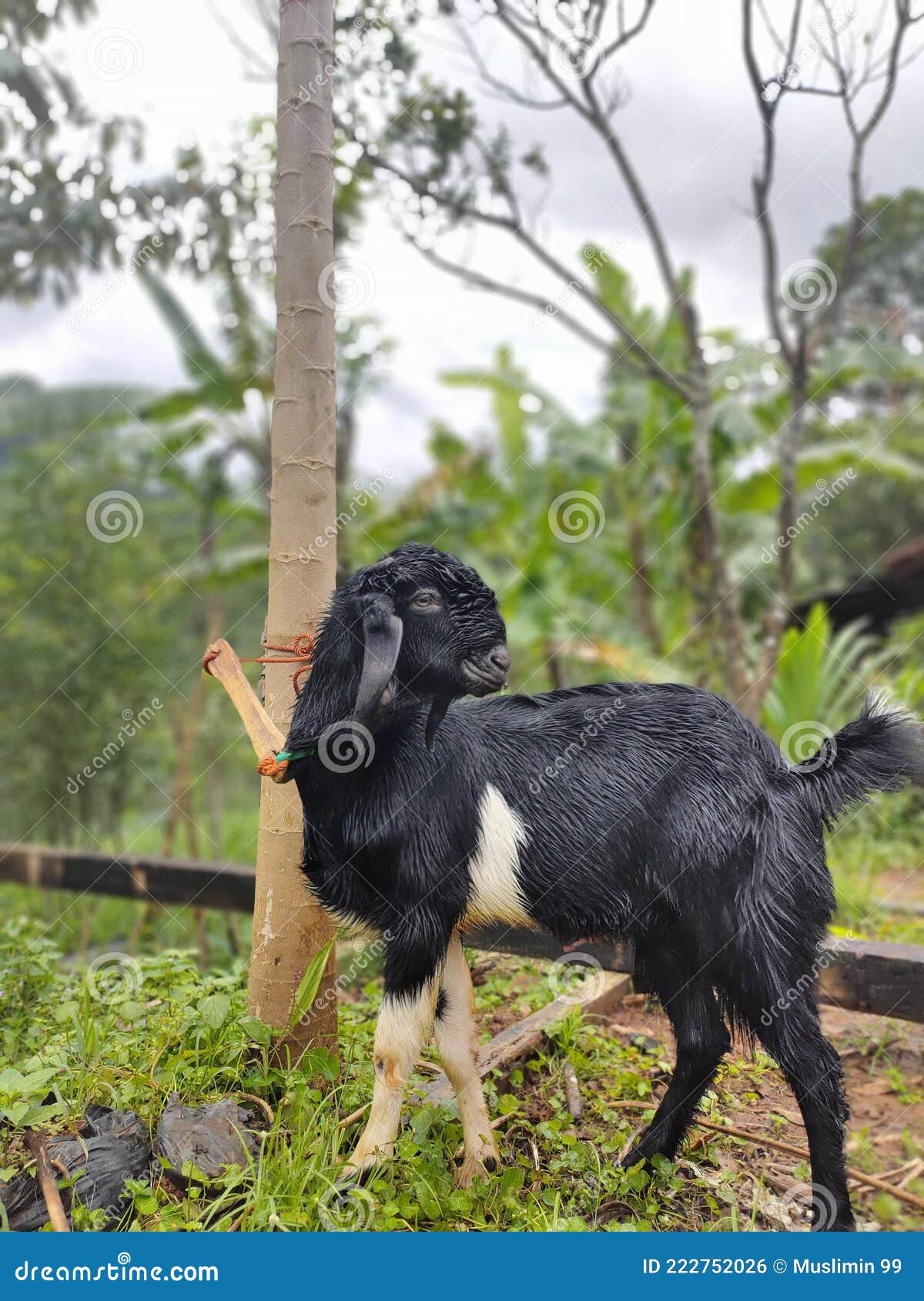 A Goat after Bathing and Basking in the Hot Sun Stock Photo - Image of ...