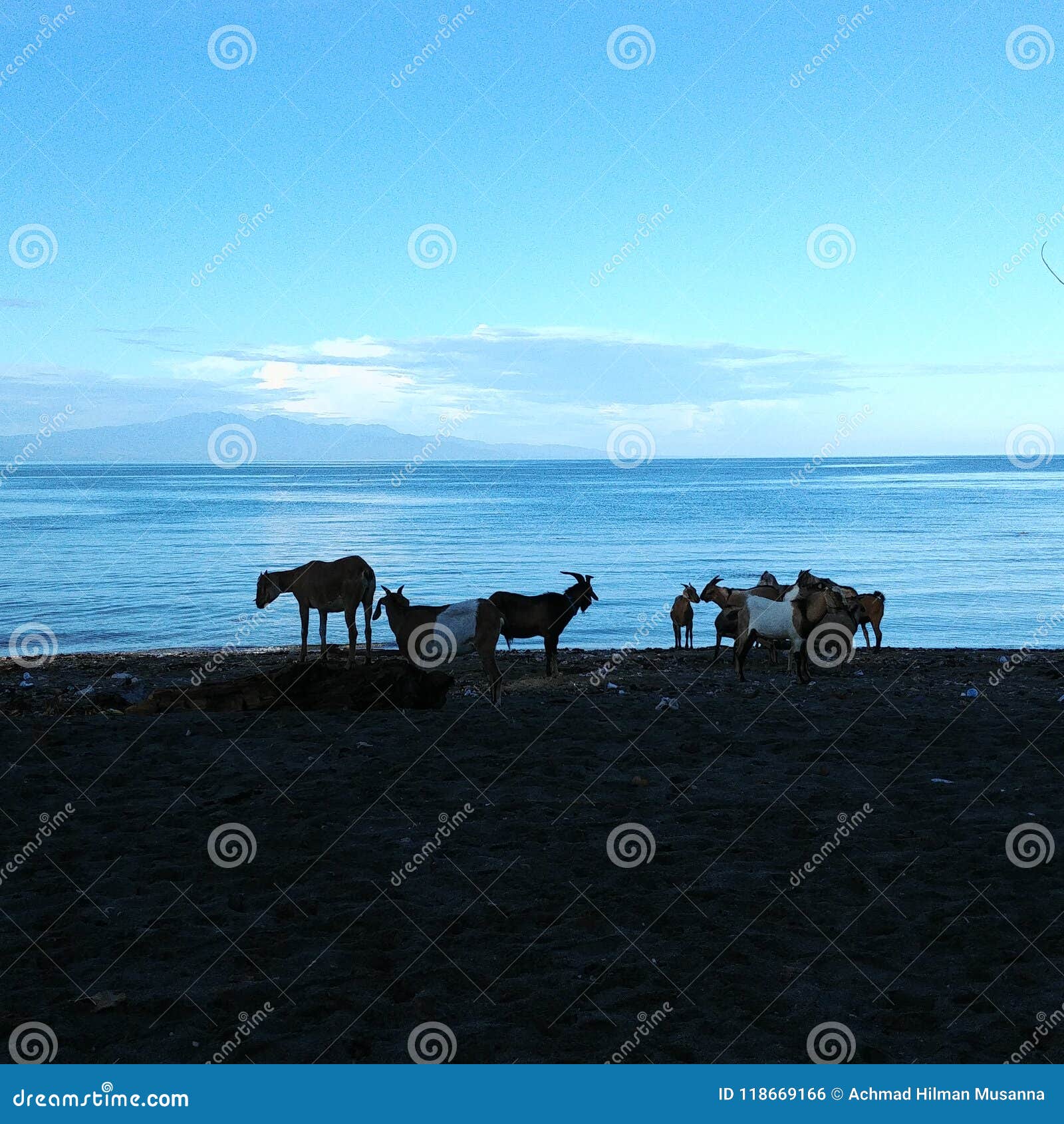 Goat and the beach stock photo. Image of animal, nature - 118669166