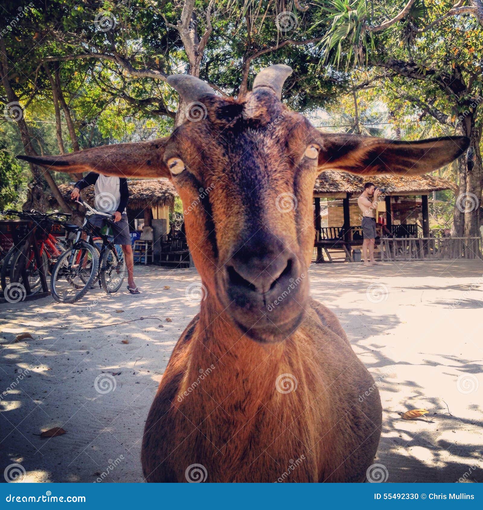 Goat editorial image. Image of sand, indonesia, beach - 55492330