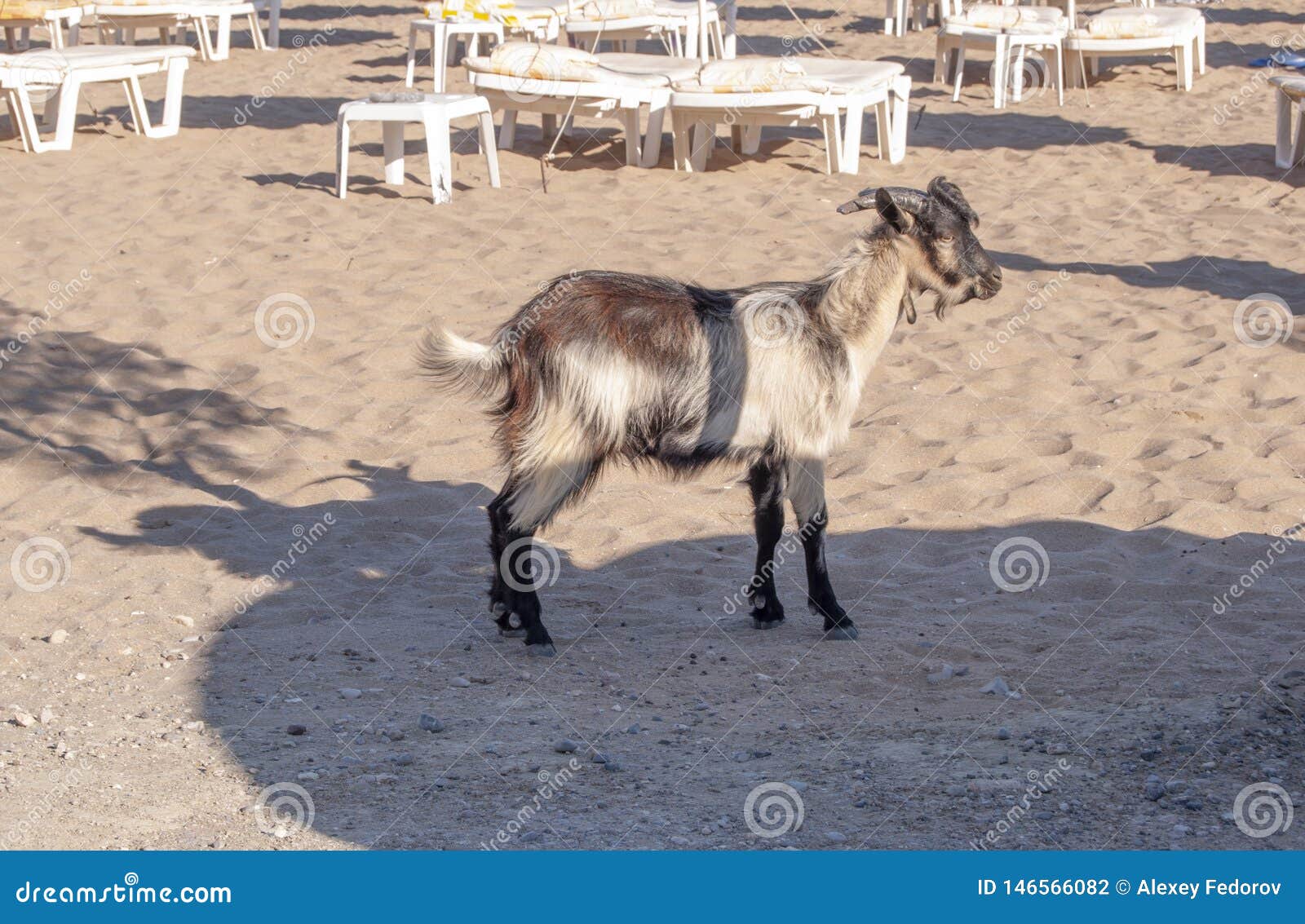 Goat on the beach stock photo. Image of vacation, tourist - 146566082