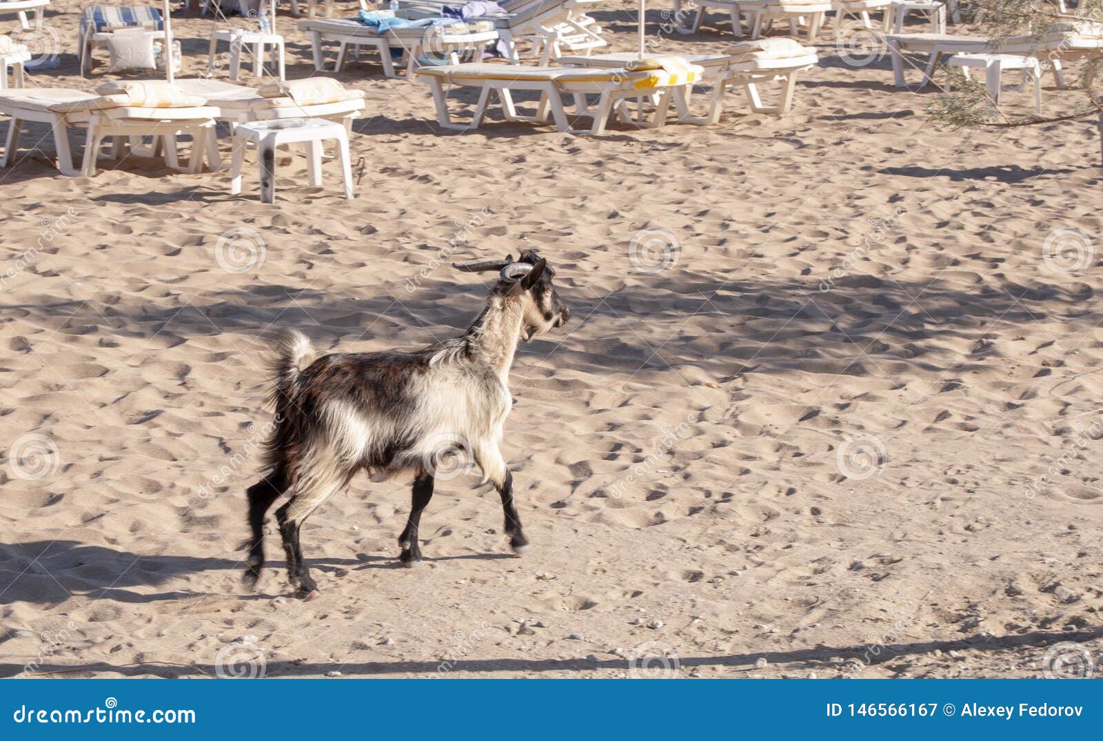 Goat on the beach stock image. Image of umbrella, greece - 146566167