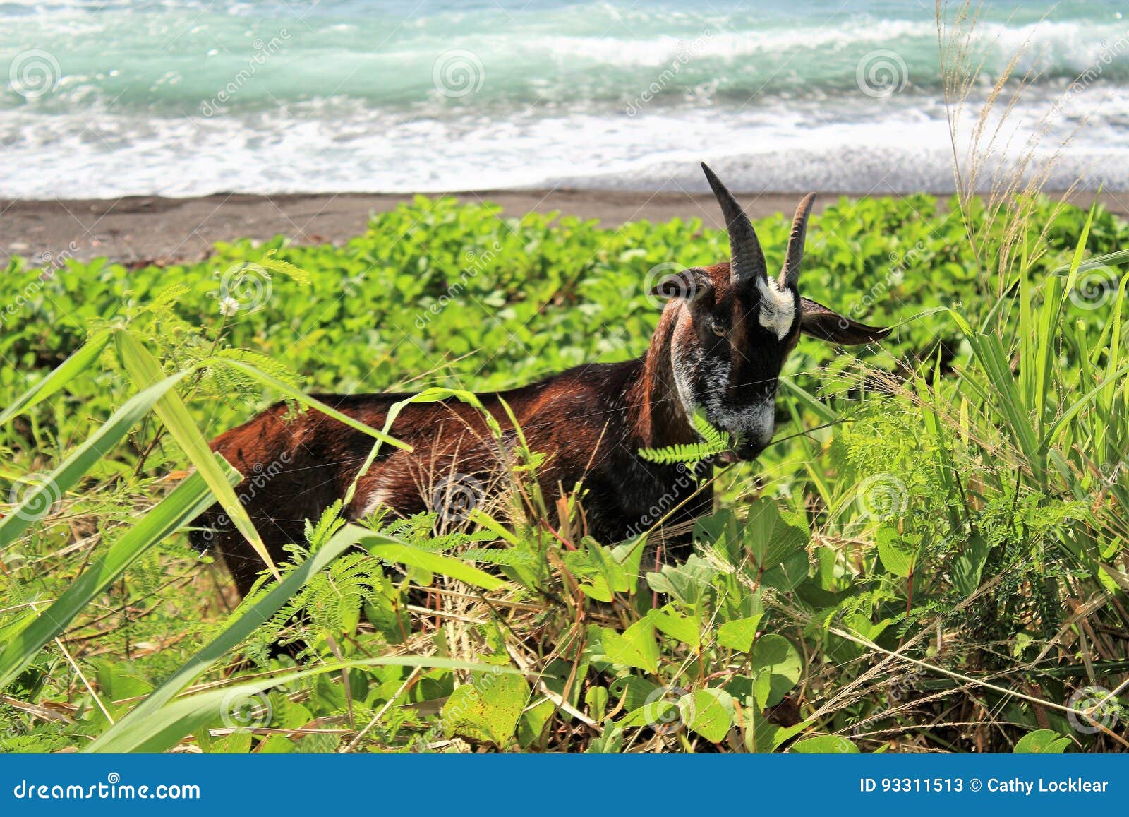 Goat on the beach stock image. Image of animal, goat - 93311513