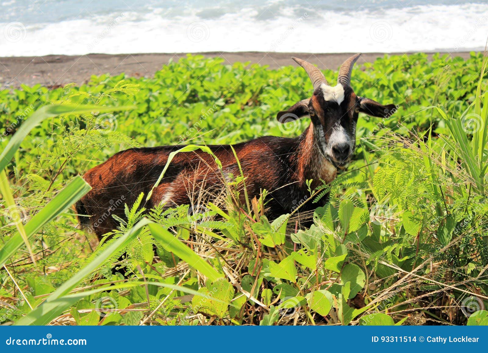 Goat on the beach stock photo. Image of chewing, grass - 93311514