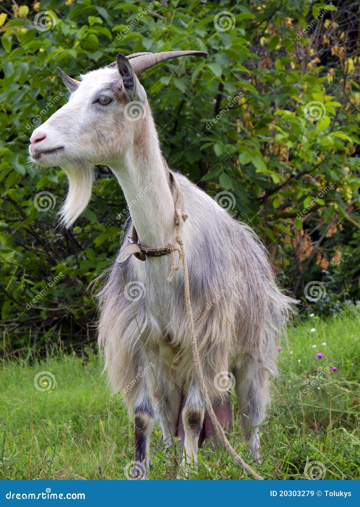 Goat with beard stock image. Image of pasture, neck, goatling - 20303279