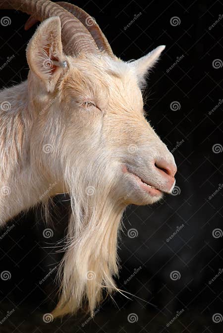 Goat beard stock photo. Image of animal, goat, mother - 9001762