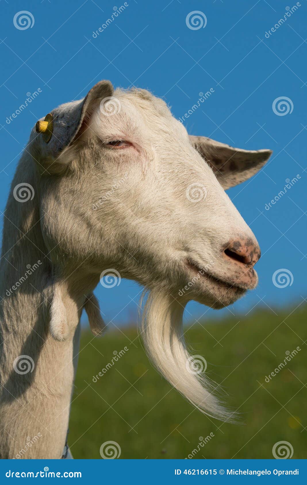 Goat with beard stock image. Image of legs, cattle, beard - 46216615