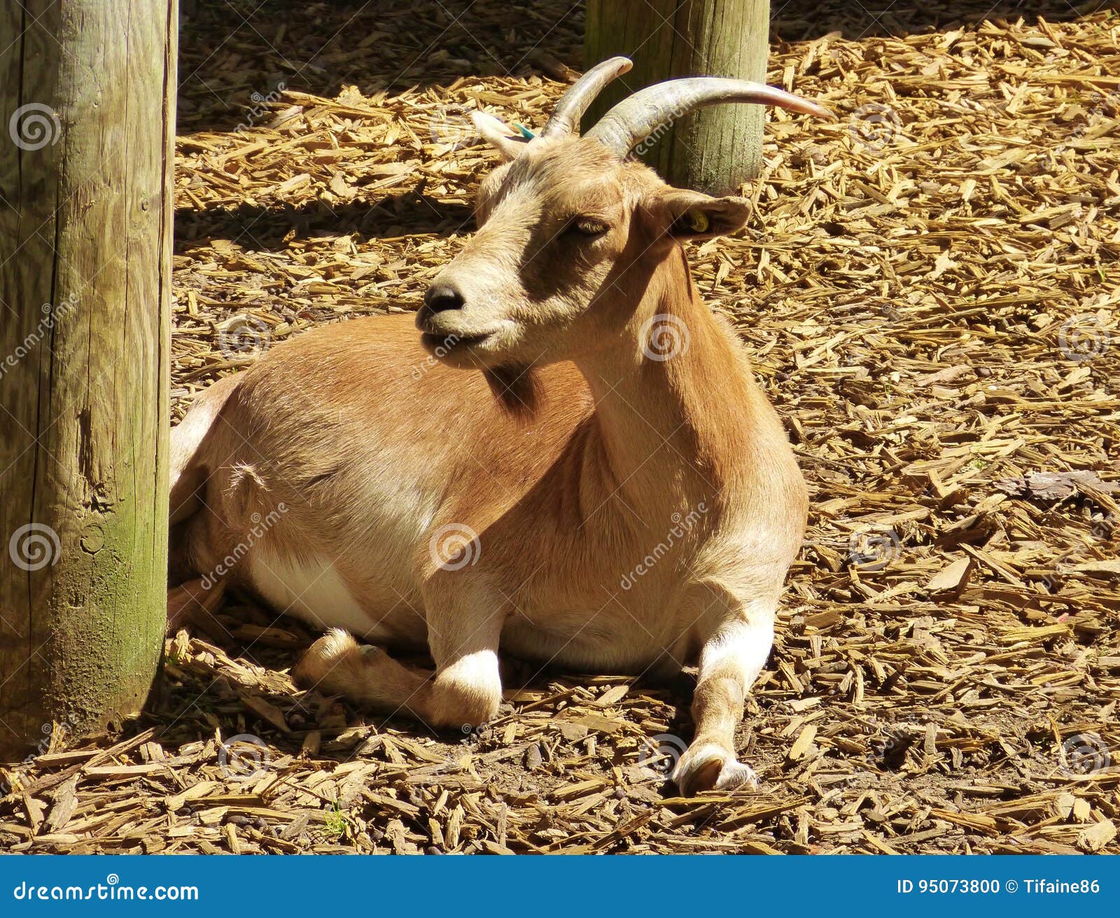 Goat stock photo. Image of animal, goat, farm, nature - 95073800