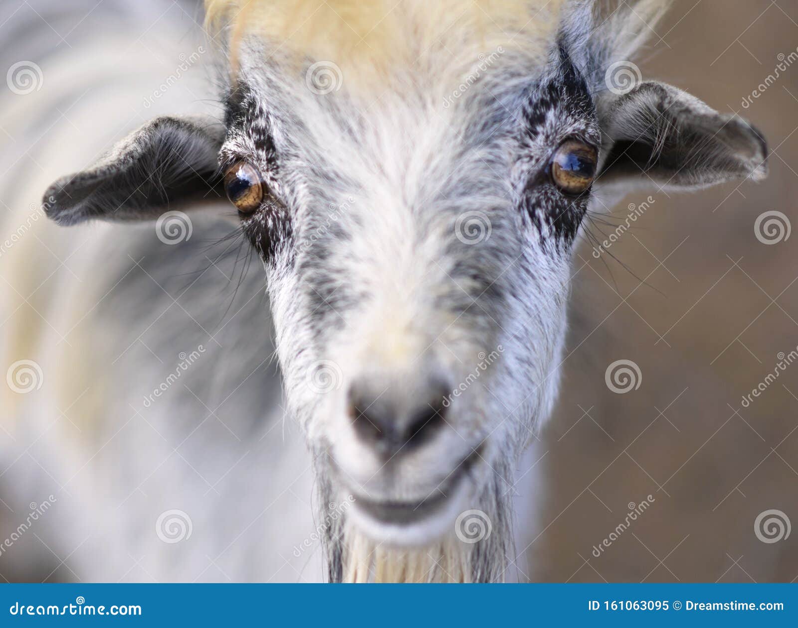 Goat with beautiful eyes. stock image. Image of cute - 161063095