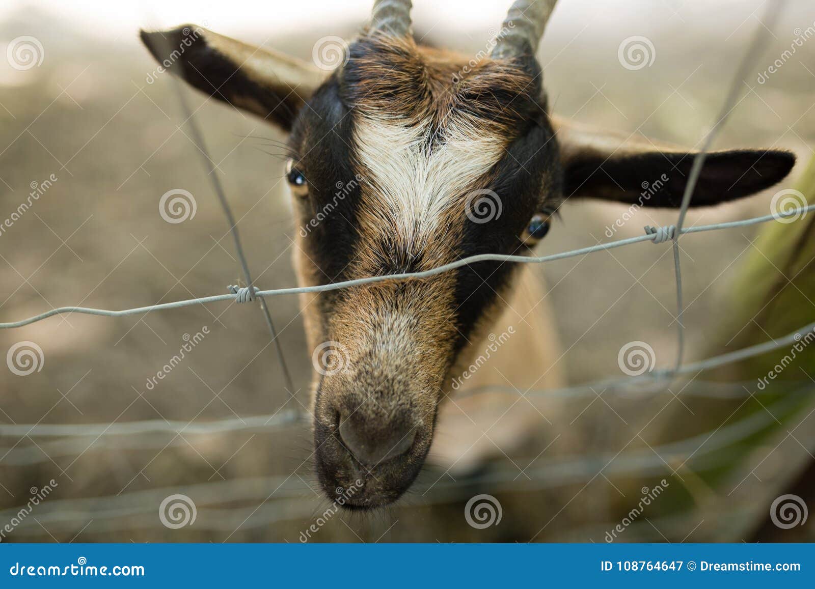 Goat Behind Barbed Fence Stock Image | CartoonDealer.com #108764647