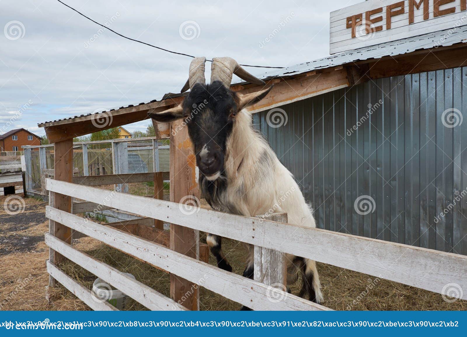 Goat Behind the Fence on the Farm Stock Image - Image of face ...