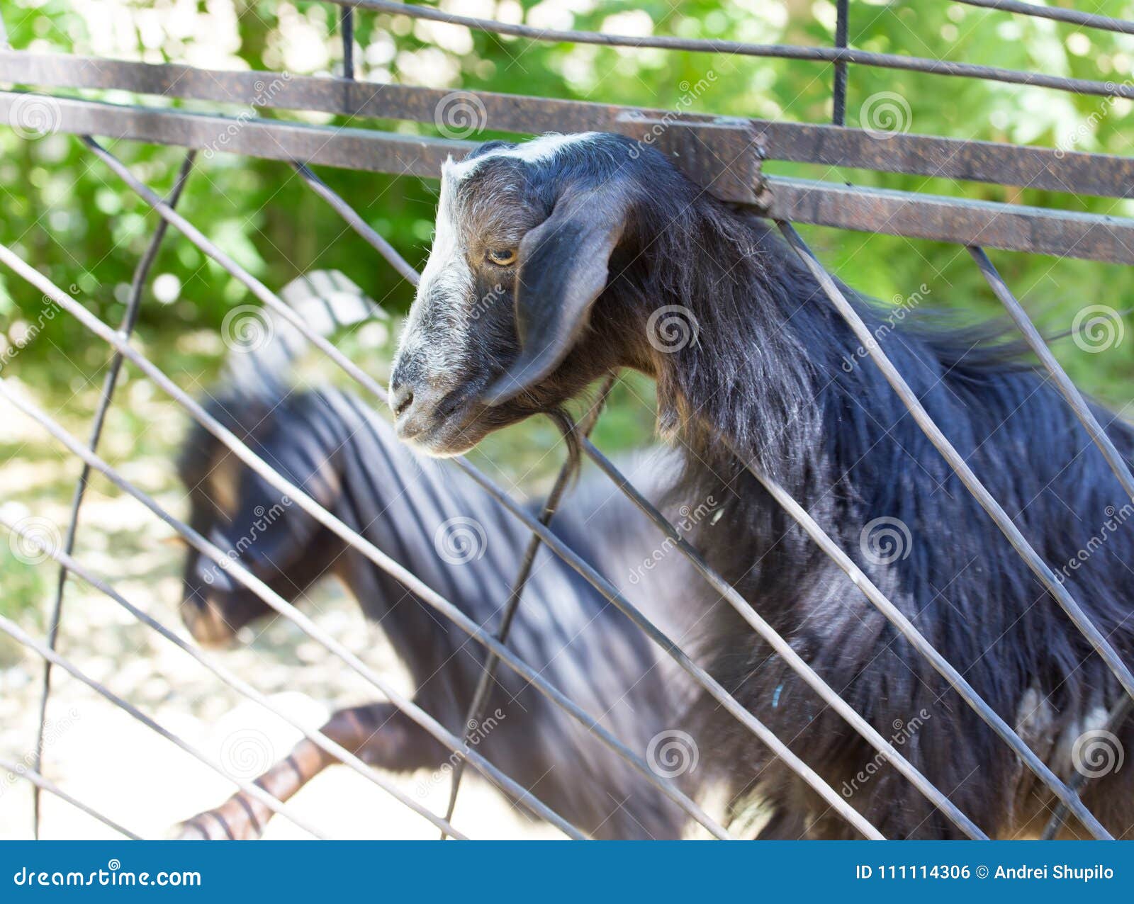 Goat Behind a Fence at the Zoo Stock Photo - Image of close, link ...