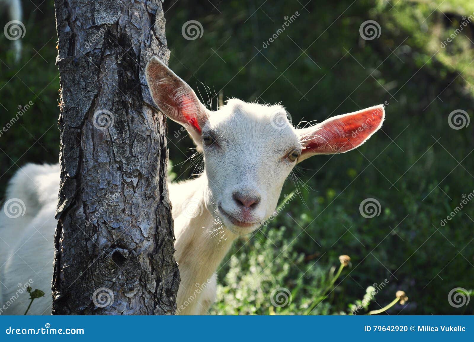 Goat Behind Barbed Fence Stock Image | CartoonDealer.com #108764647
