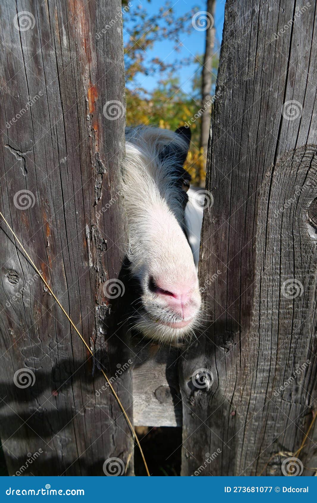 Goat Behind the Wooden Fence Stock Image - Image of herd, nursery ...