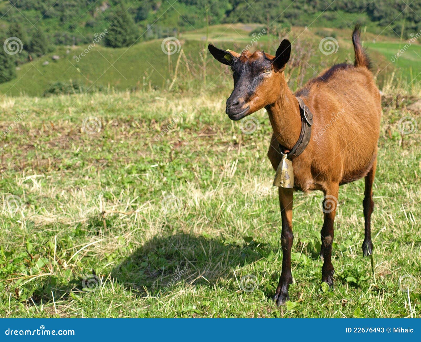 Goat with a bell stock image. Image of farm, agriculture - 22676493