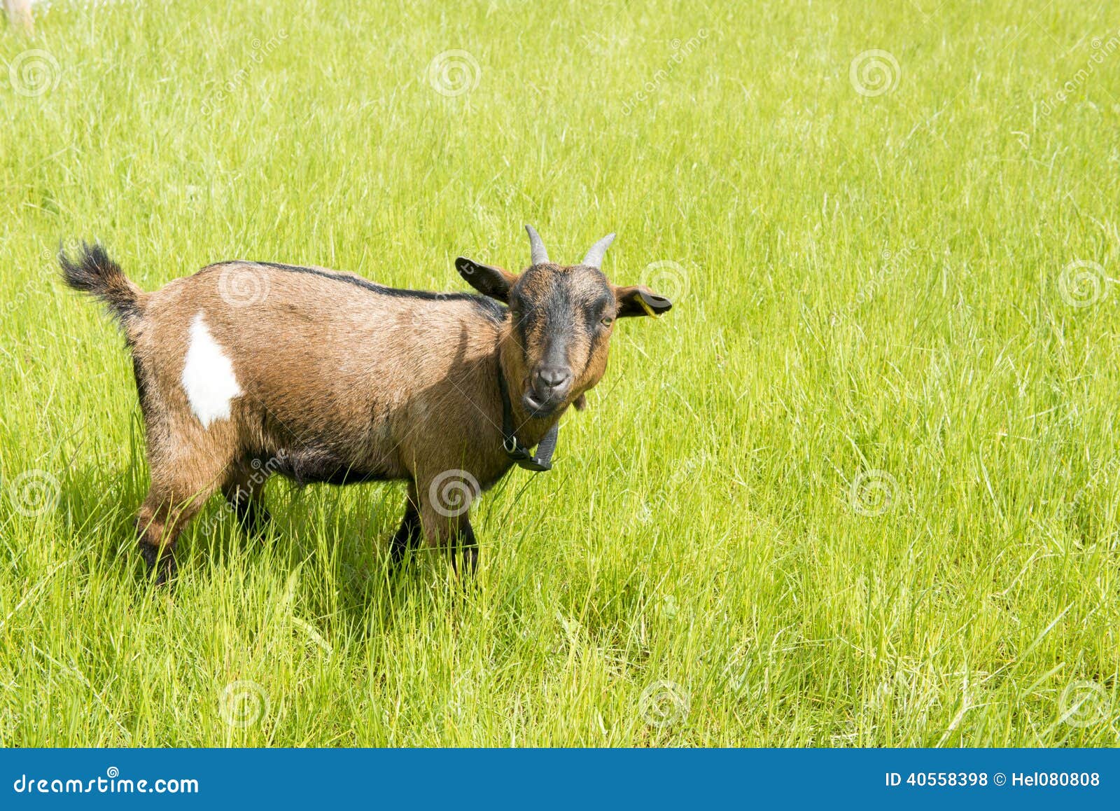 Goat with bell stock photo. Image of outdoor, brown, stand - 40558398