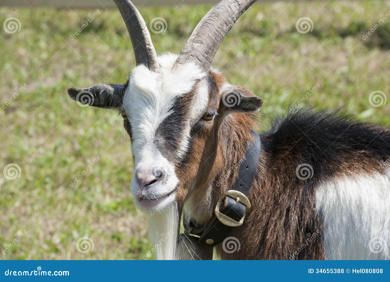 Goat with bell stock photo. Image of german, europe, european - 34655388