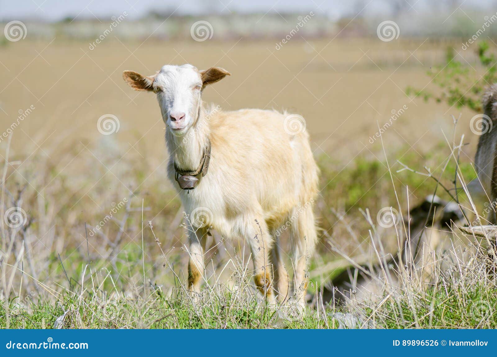 Goat with Bell stock photo. Image of farm, meadow, farming - 89896526
