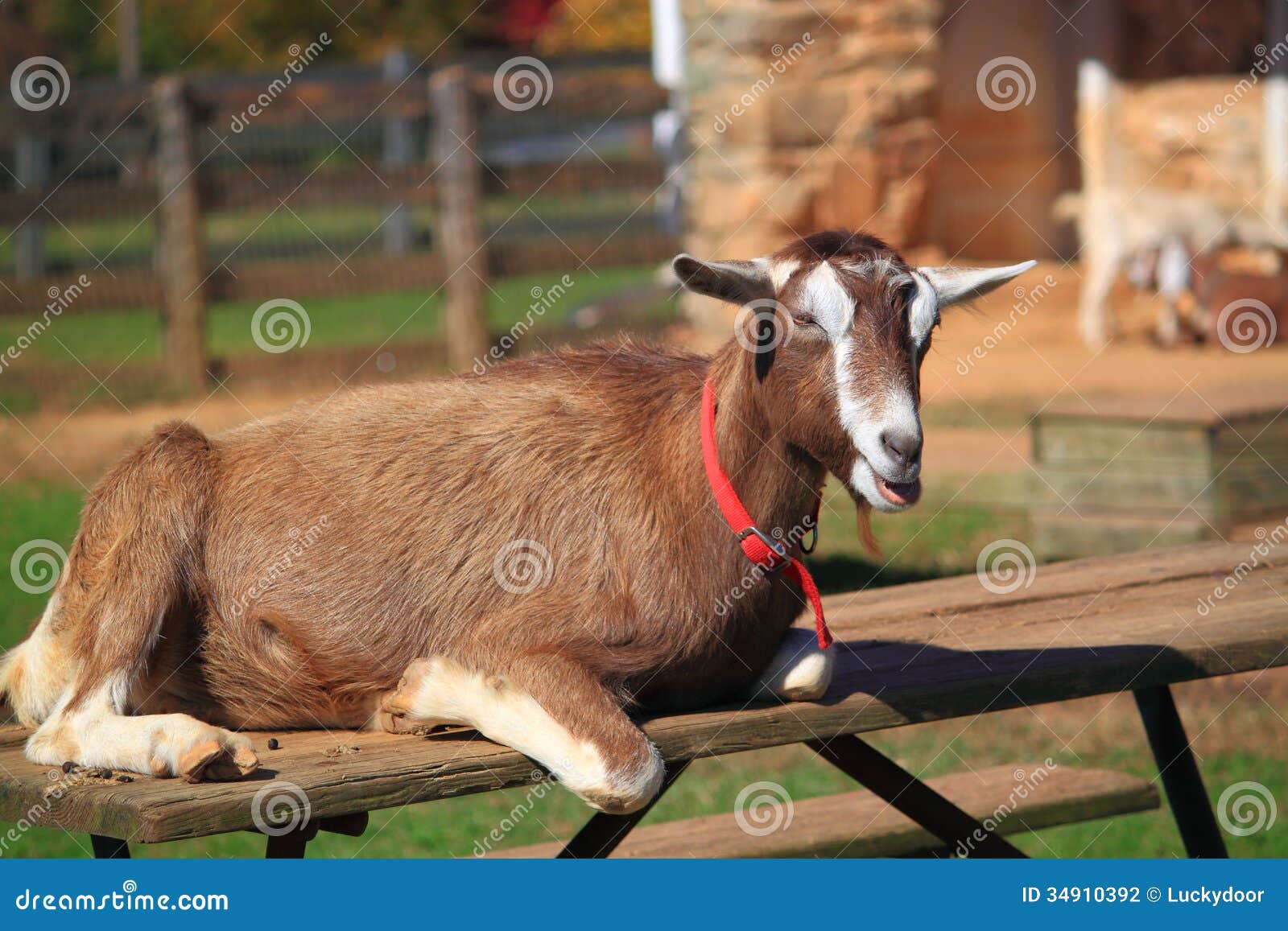 Female Goat stock photo. Image of outdoors, farming, food - 34910392