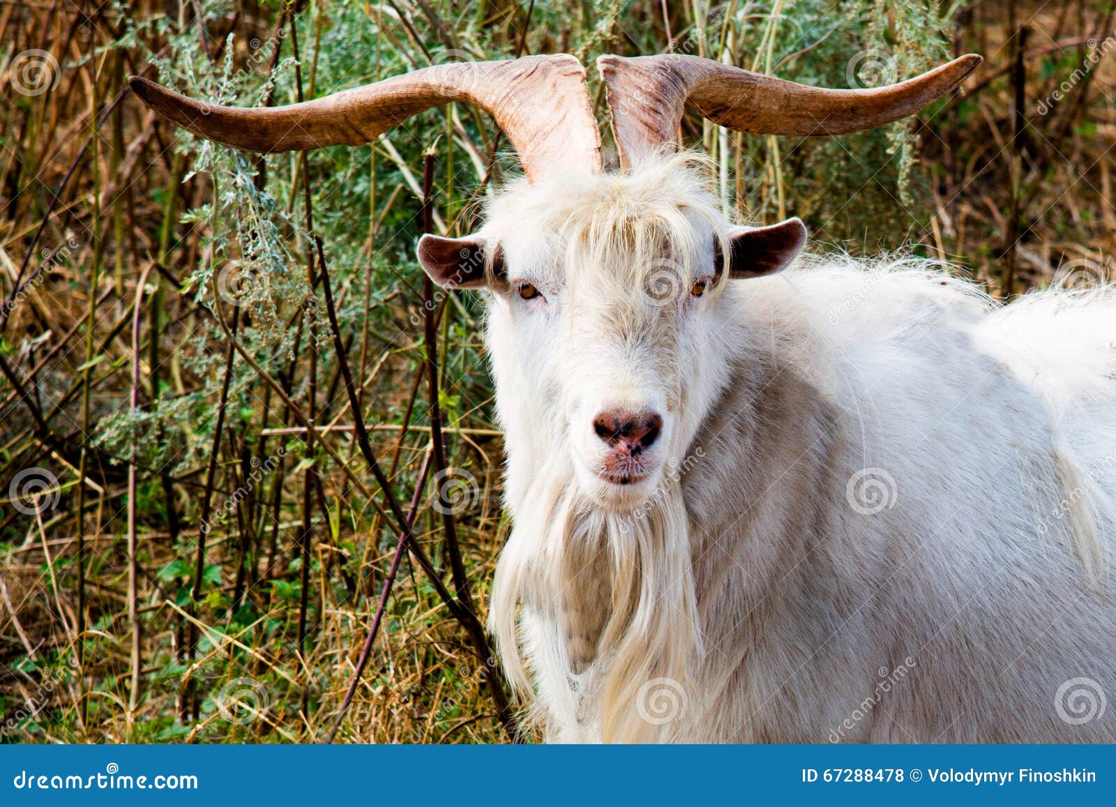 He-goat with big horns. stock photo. Image of hunting - 67288478