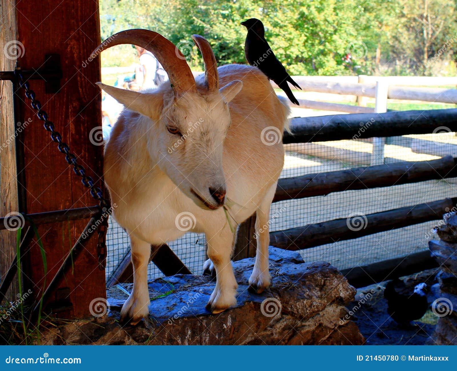 Goat with bird on back stock photo. Image of back, goat - 21450780