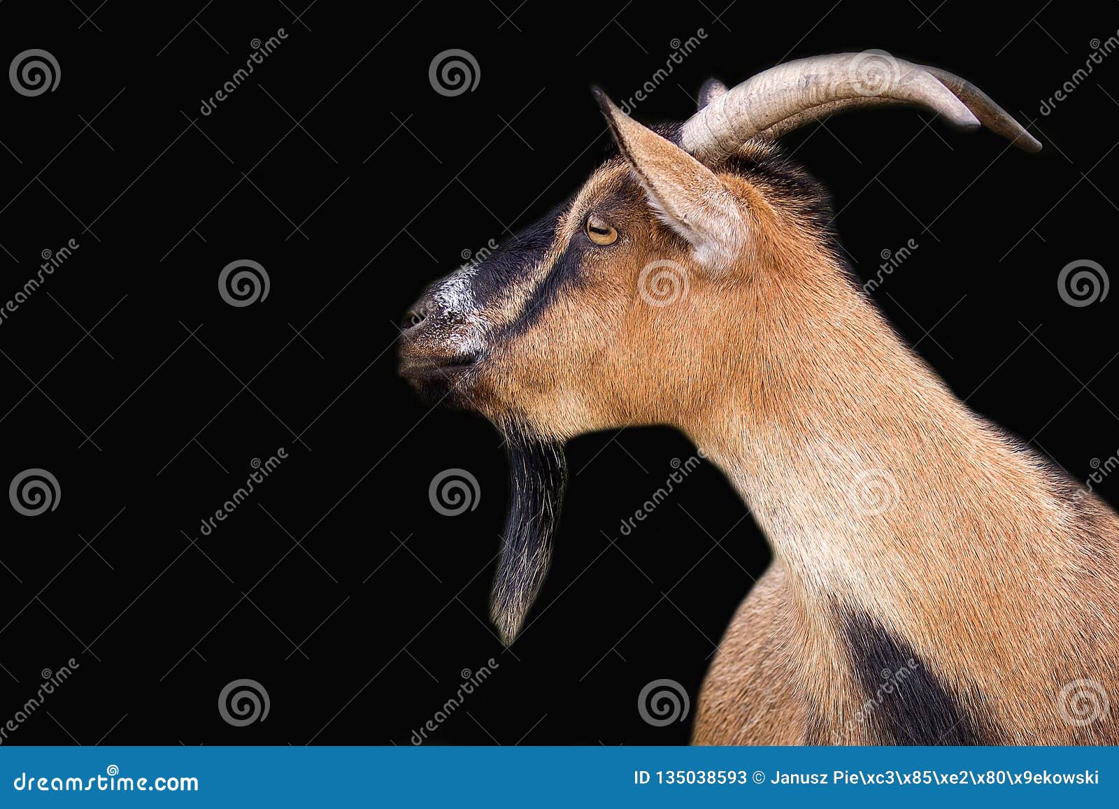 Goat on a black background stock image. Image of domestic - 135038593