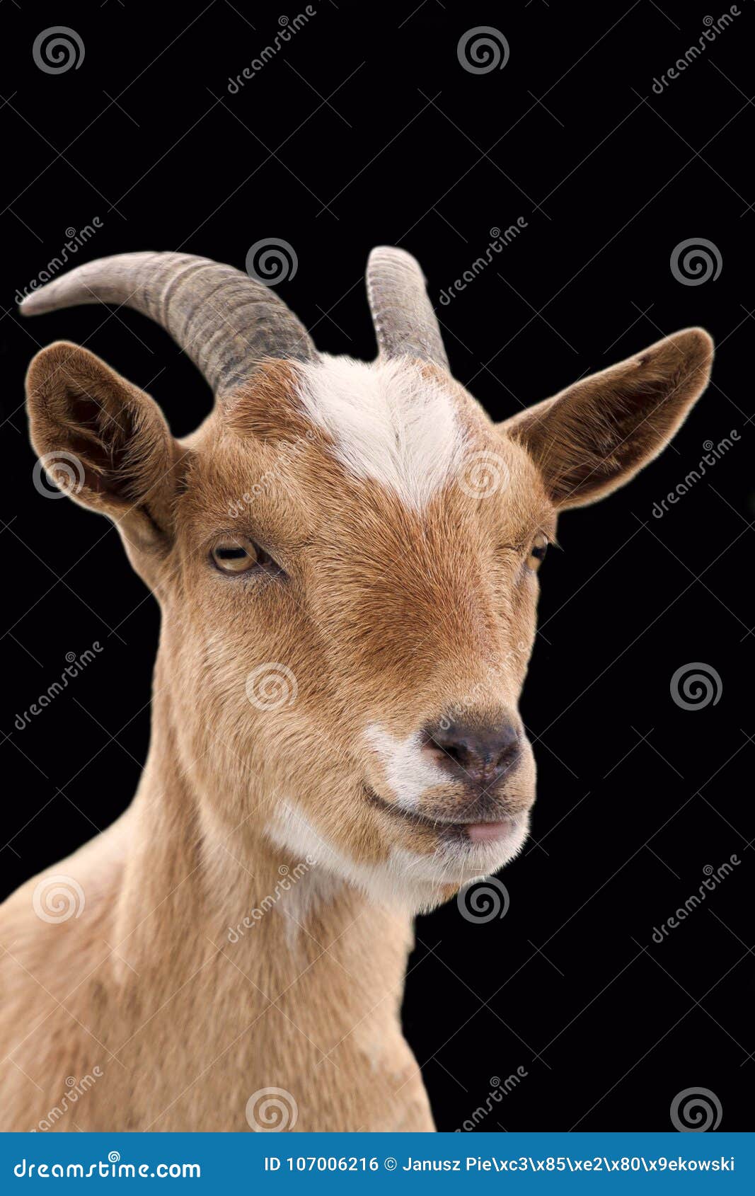 Goat on a black background stock photo. Image of portrait - 107006216