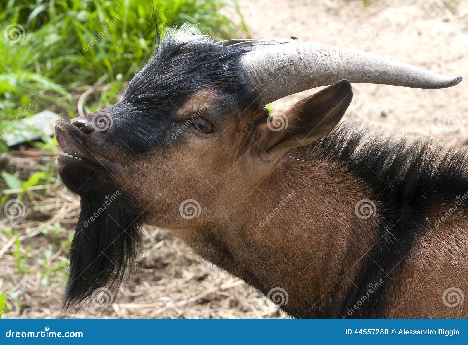 Goat with black beard stock photo. Image of springtime - 44557280