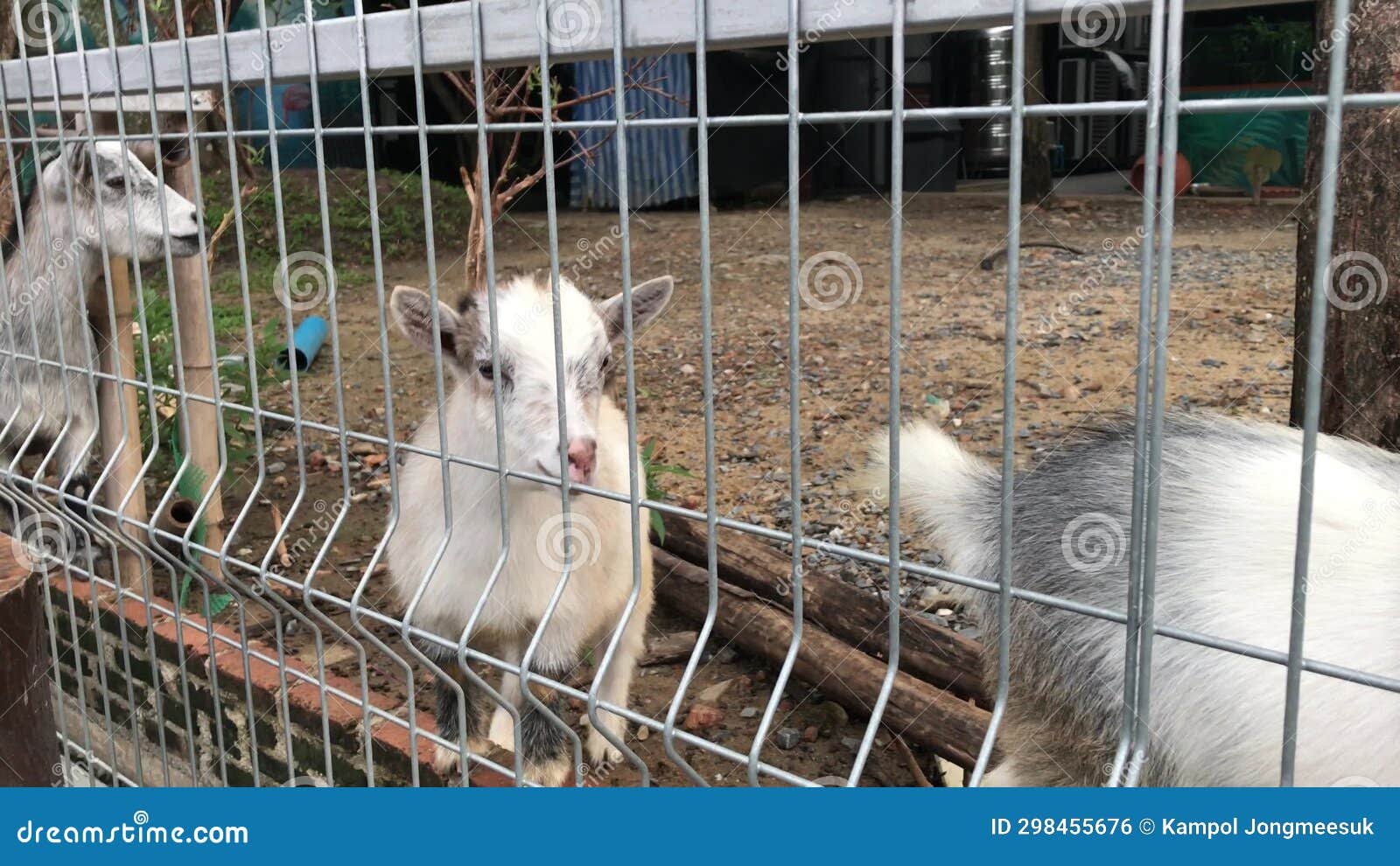 Goat bleat stock footage. Video of domestic, rural, studio - 298455676