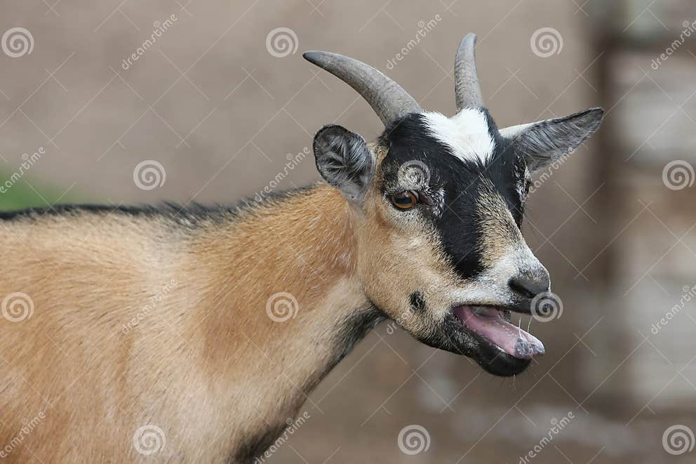 Goat Bleating stock photo. Image of goat, looking, pink - 7497232