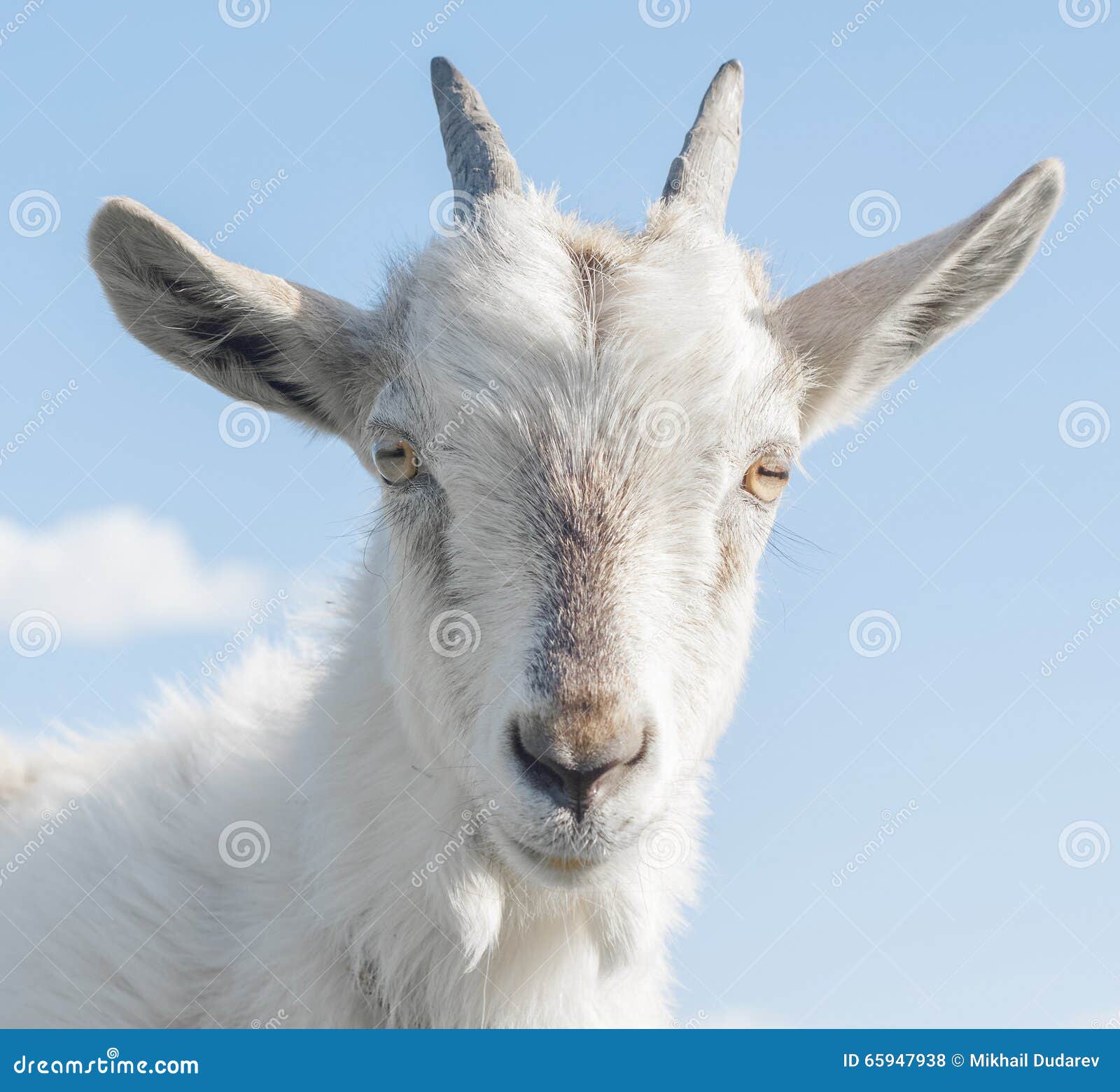 Goat stock photo. Image of animal, blue, snout, mammal - 65947938