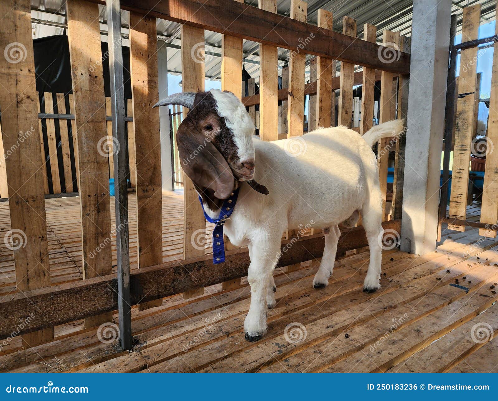 Goat stock photo. Image of goat, pasture, bull, mammal - 250183236