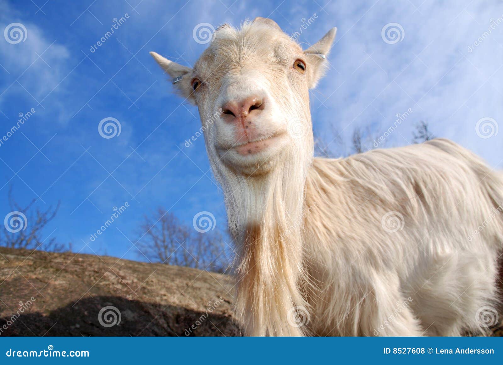 Goat boss stock photo. Image of close, animal, beard, curious - 8527608
