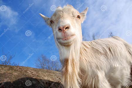 Goat boss stock photo. Image of close, animal, beard, curious - 8527608