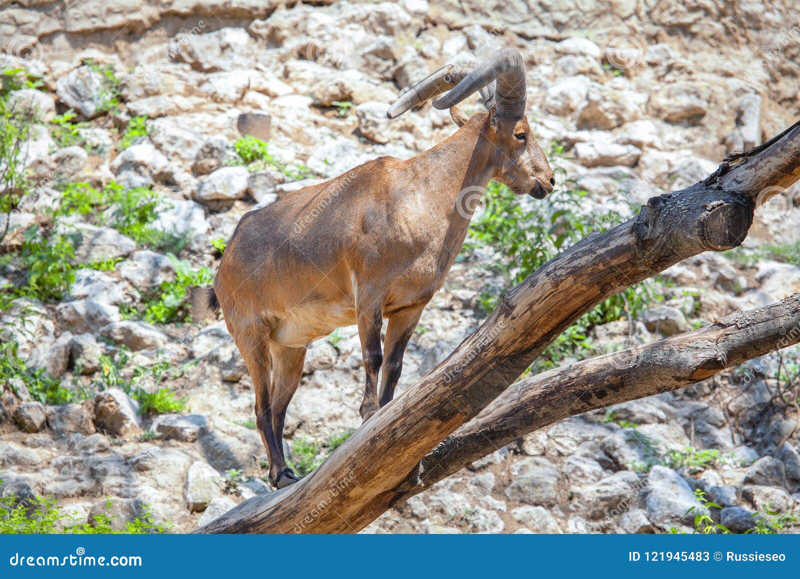 Goat on the branch stock image. Image of outdoor, cute - 121945483