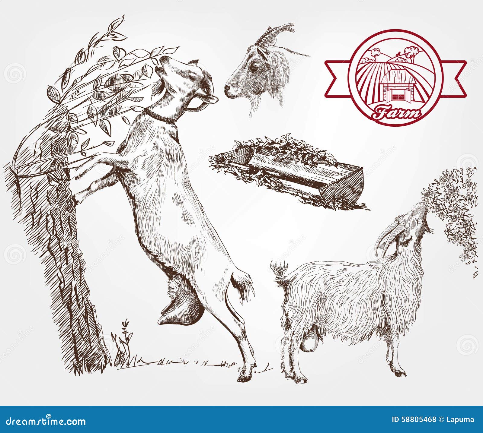 Goat Breeding Vector Illustration | CartoonDealer.com #58831220