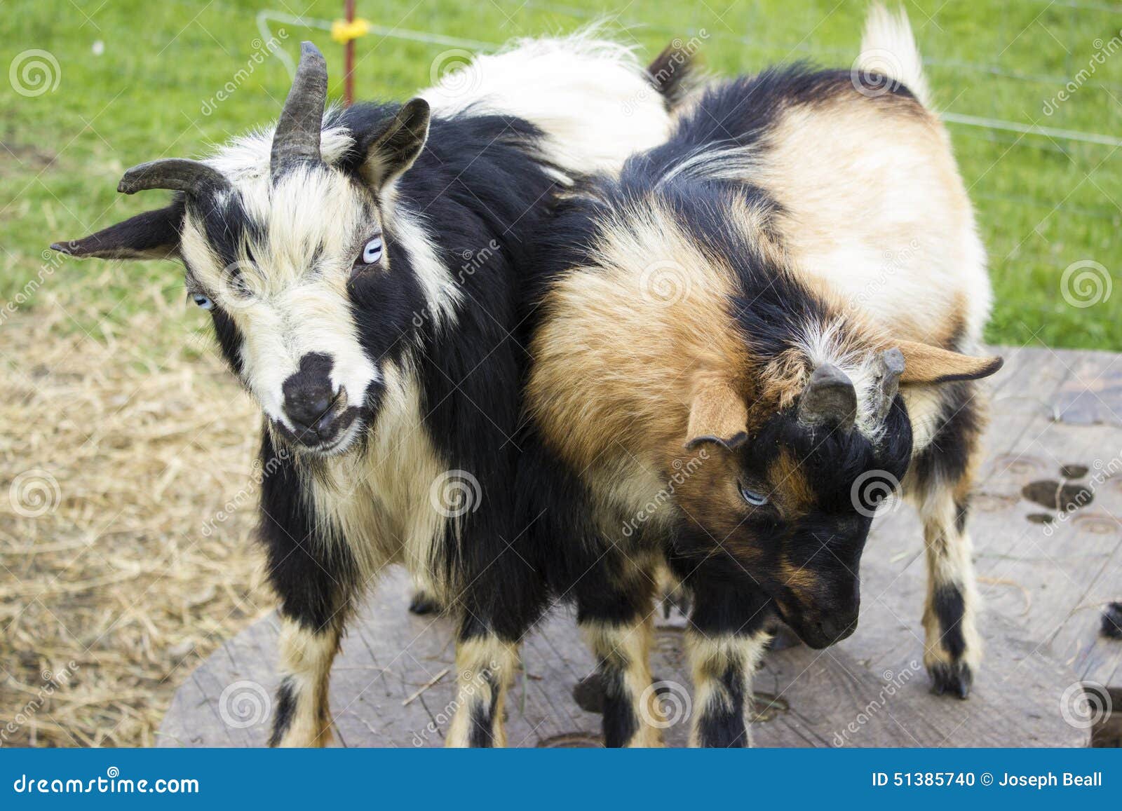 Goat Brothers stock photo. Image of goats, animal, camera - 51385740