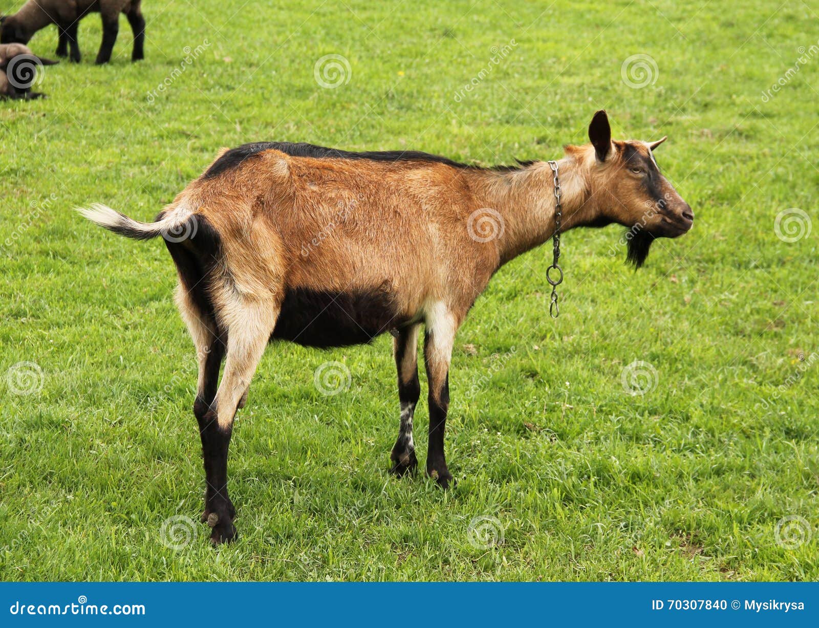 Goat stock photo. Image of nature, farm, herbivore, green - 70307840