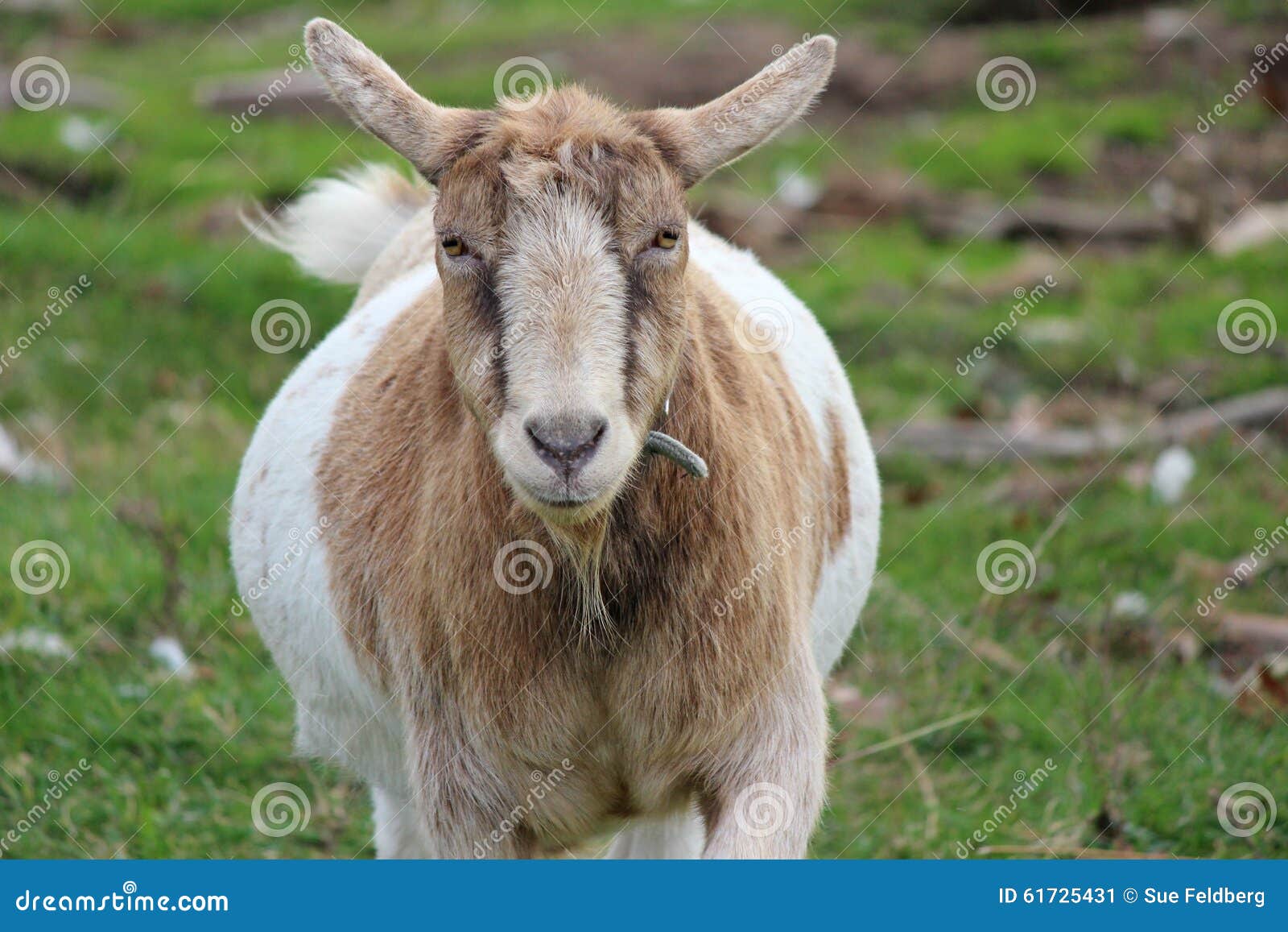 Goat stock image. Image of view, grass, hair, domestic - 61725431