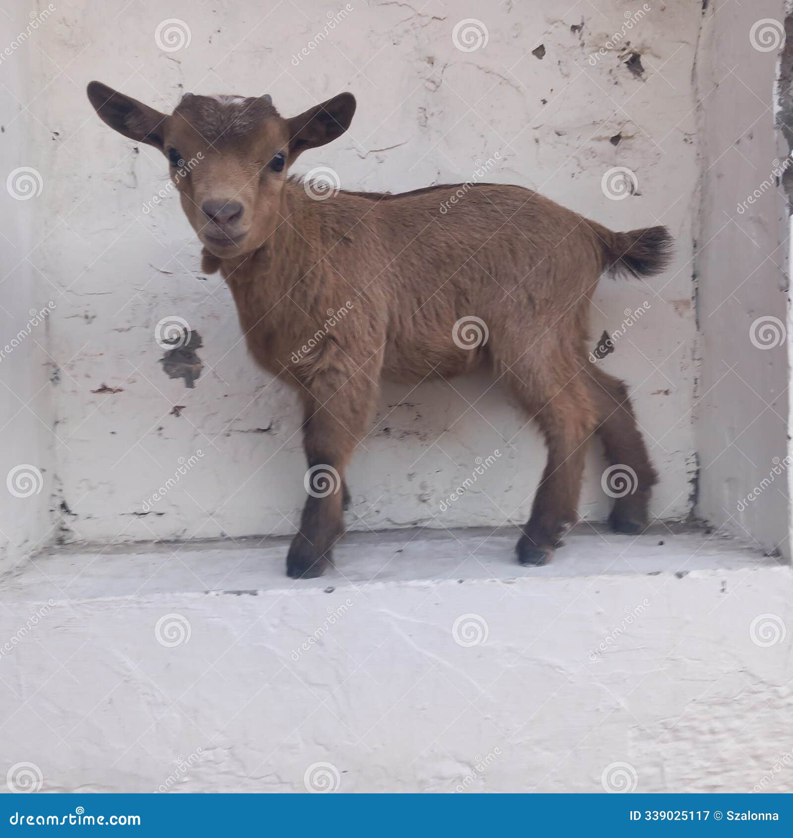 Goat Buckling Buck stock image. Image of buck, goat - 339025117