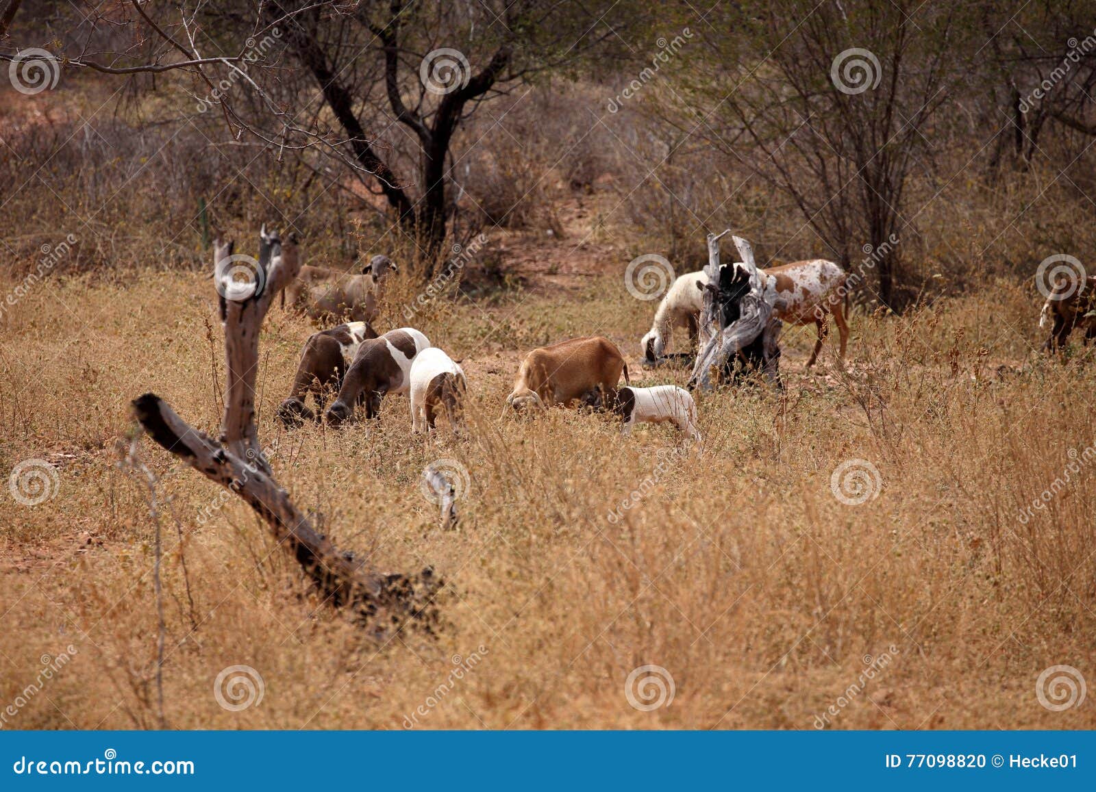 Goat in caatinga in Brazil stock photo. Image of pernambuco - 77098820