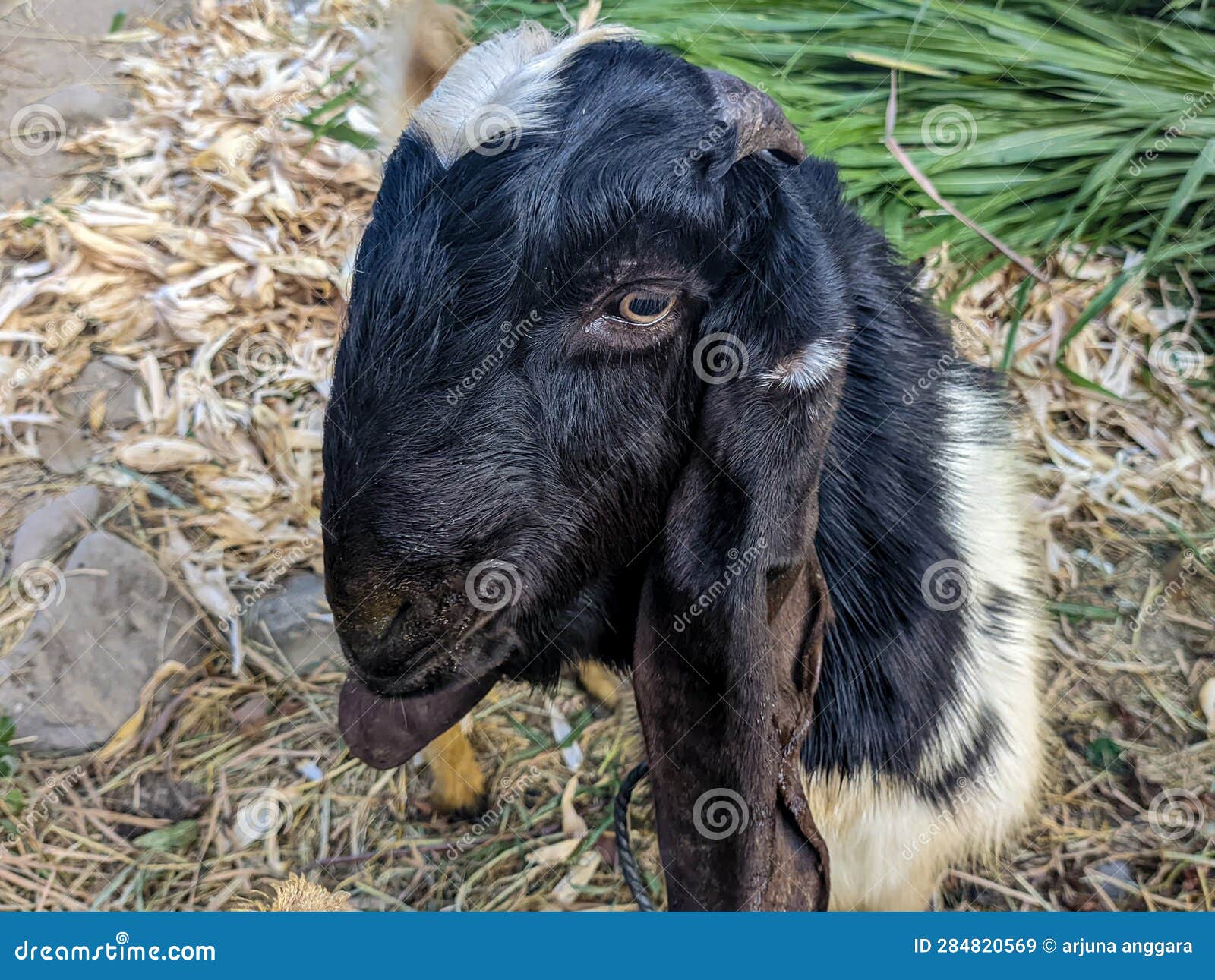 A Goat or Capra Hircus at Farm in Indonesia Stock Image - Image of ...