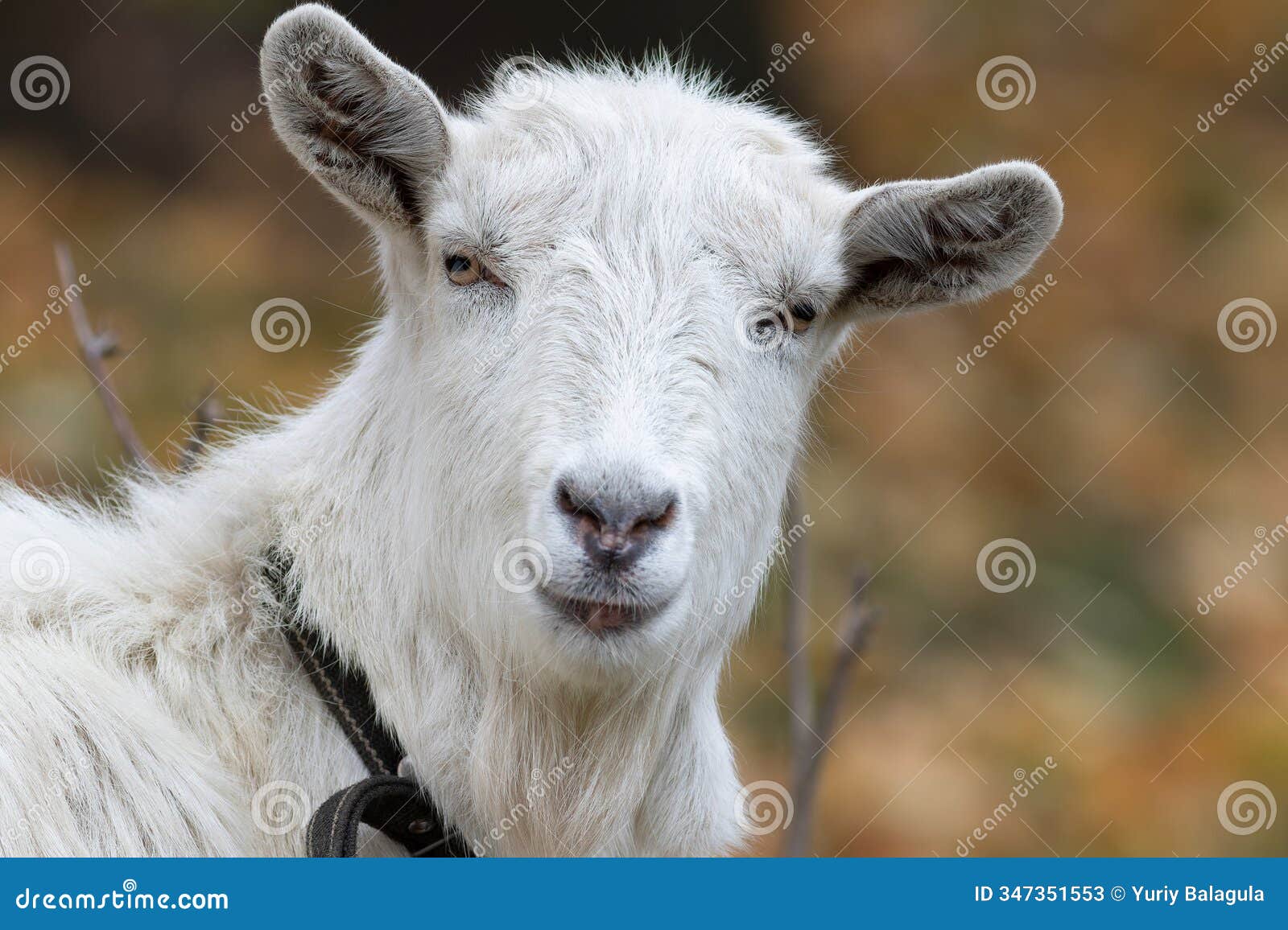 Goat, Capra Hircus. a Close-up of a Goat Looking into the Lens Stock ...
