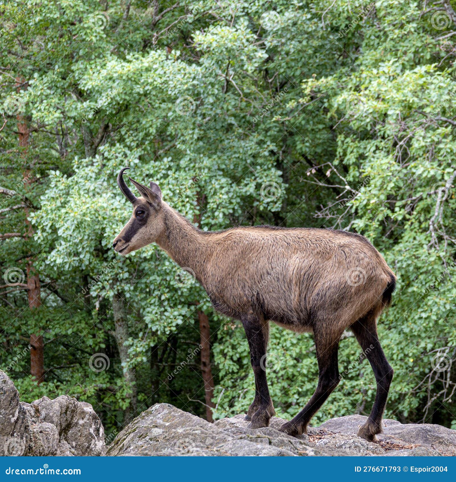Goat chamois in profile stock image. Image of wild, mountain - 276671793