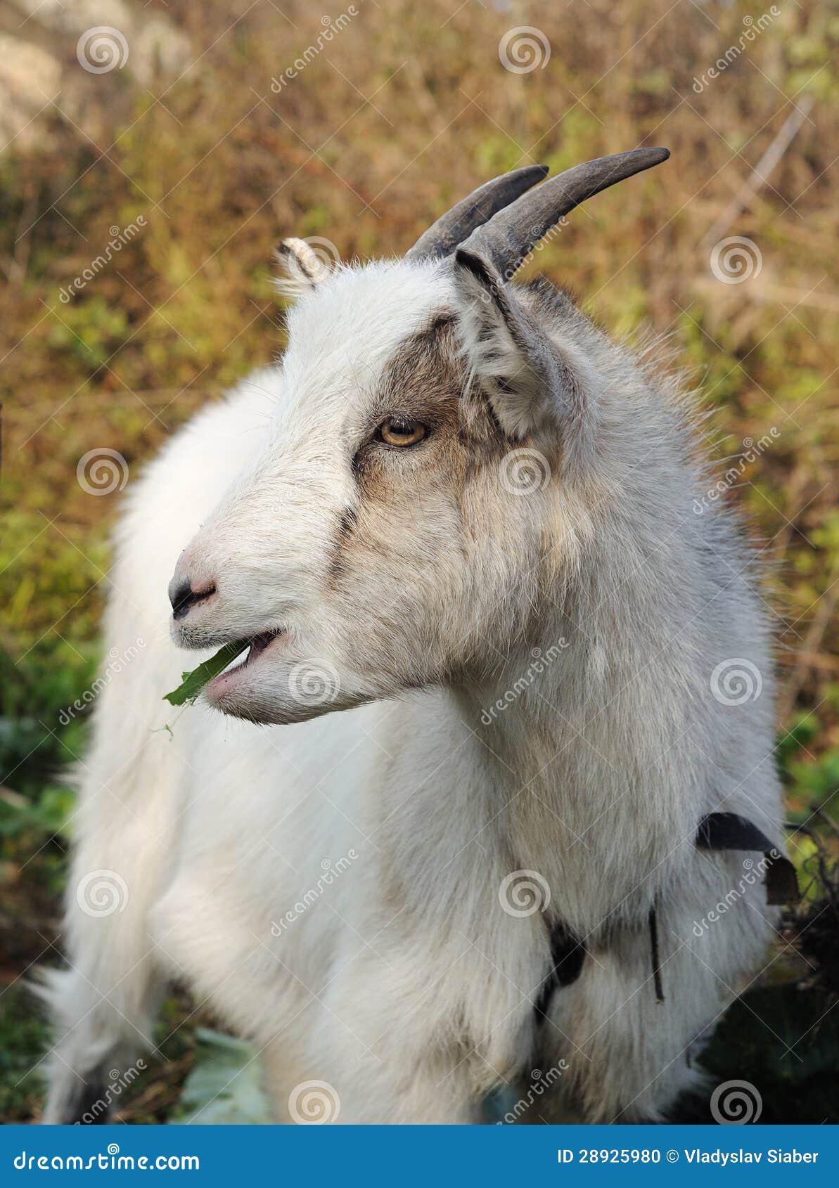 Goat chewing stock photo. Image of shegoat, horned, horn - 28925980