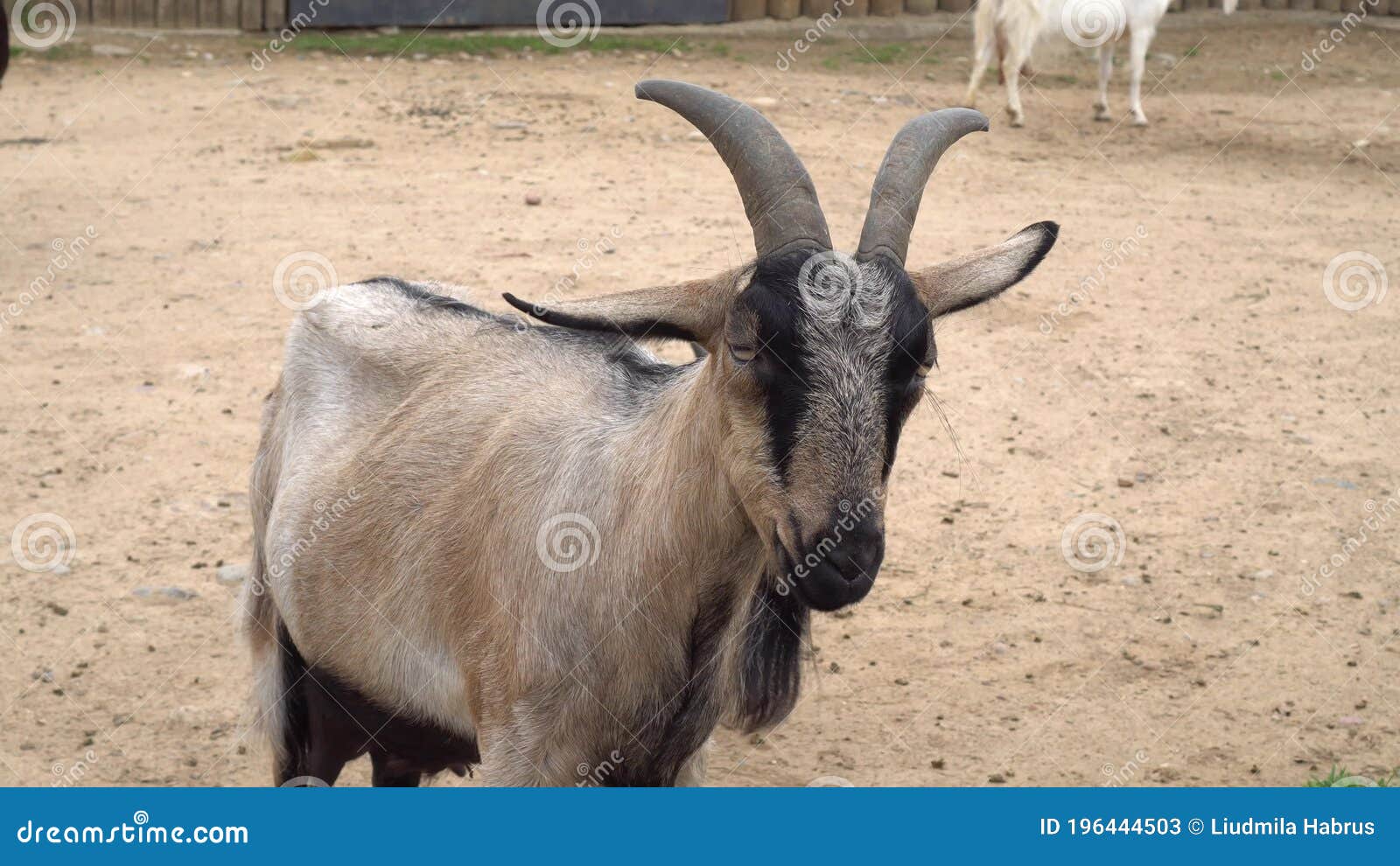 Goat Chewing Grass Close-up. Mountain Bearded Goat Stock Video - Video ...